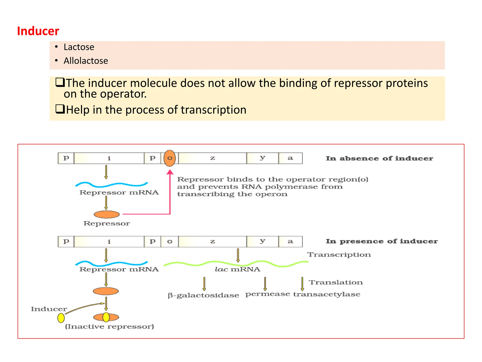 Regulation of gene expression LAC OPERON.pptx