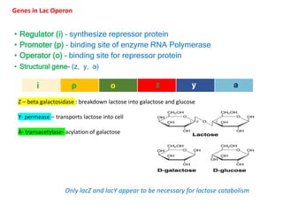 Regulation of gene expression LAC OPERON.pptx