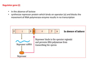 Regulation of gene expression LAC OPERON.pptx