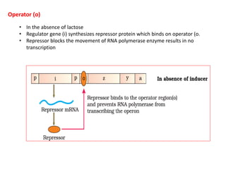 Regulation of gene expression LAC OPERON.pptx