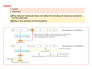 Regulation of gene expression LAC OPERON.pptx