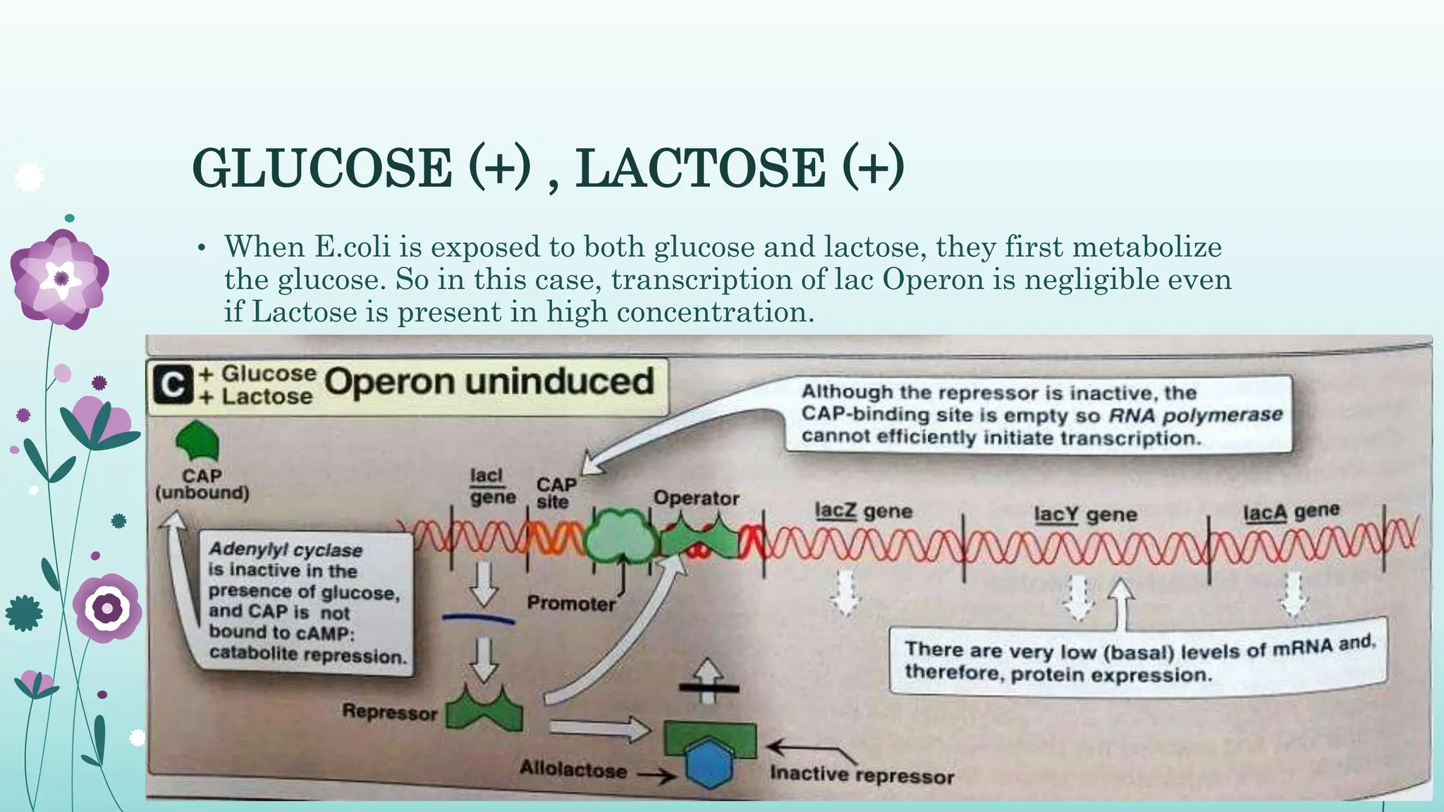 lac Operon.ppt-2.pptxThe classic example | PPT