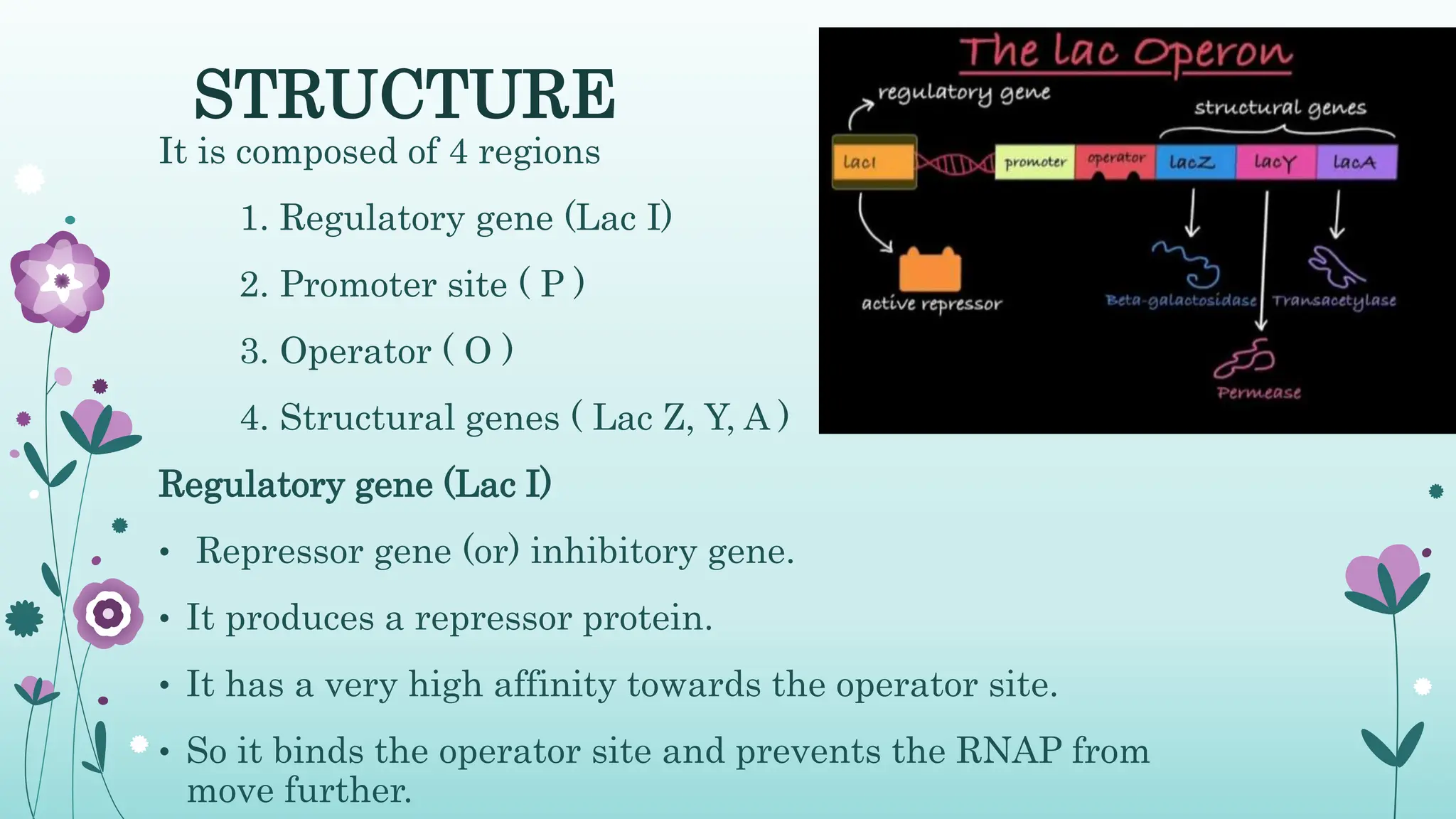 lac Operon.ppt-2.pptxThe classic example | PPT