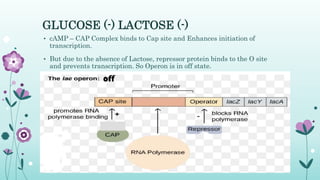 lac Operon.ppt-2.pptxThe classic example | PPT