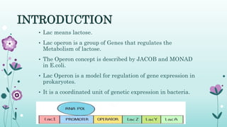 lac Operon.ppt-2.pptxThe classic example | PPT