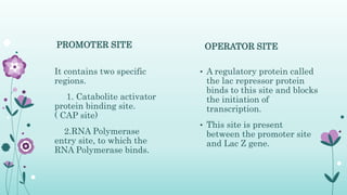 lac Operon.ppt-2.pptxThe classic example | PPTX