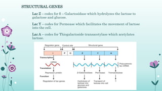 lac Operon.ppt-2.pptxThe classic example | PPT