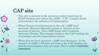 lac Operon.ppt-2.pptxThe classic example | PPTX