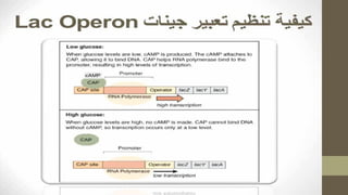 lacter operon oen in cells biology in bio technology | PPTX
