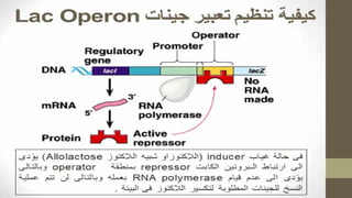 lacter operon oen in cells biology in bio technology | PPT