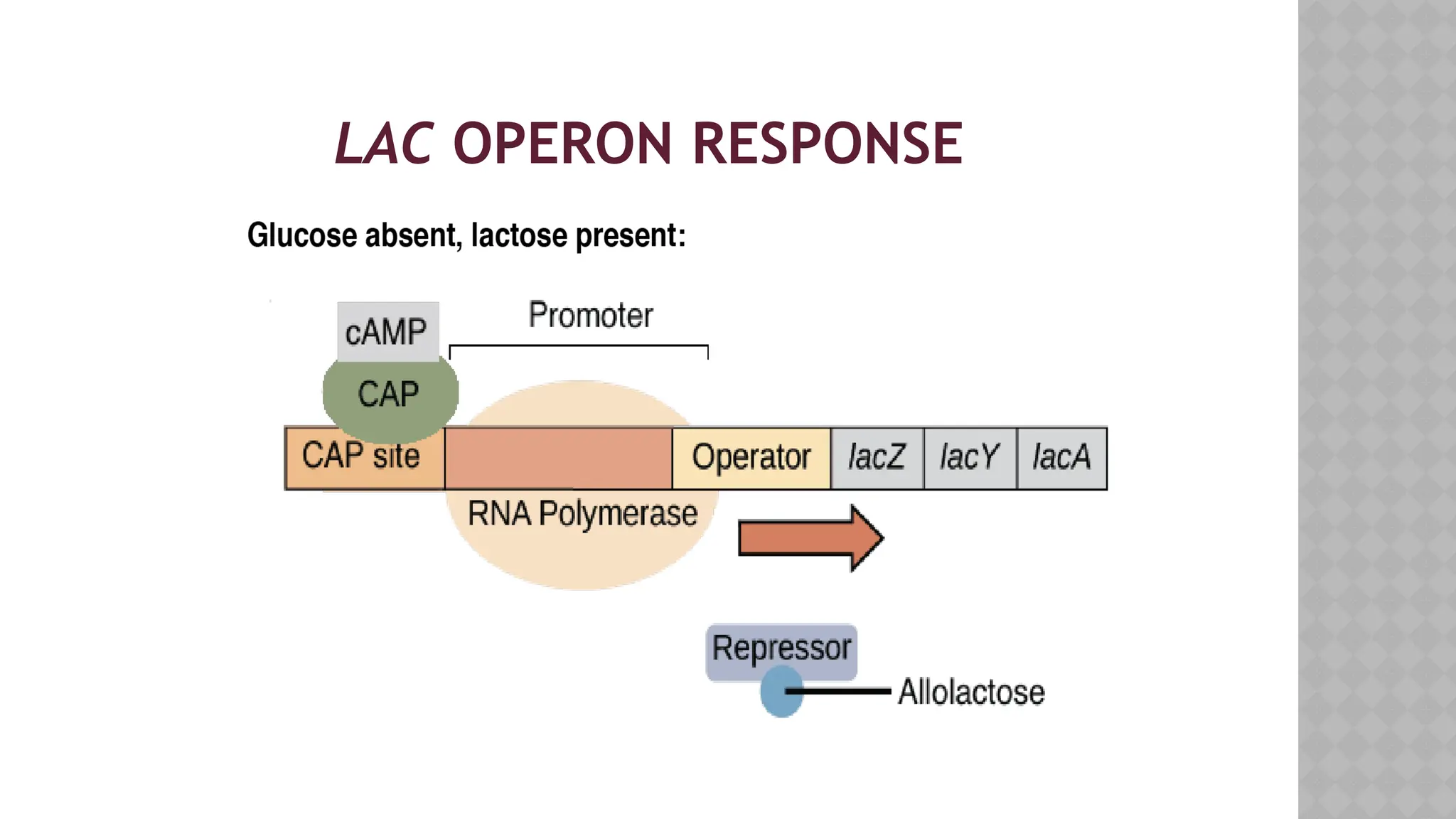 Lac Operon, Metabolic Reactions of Lactoses | PPTX