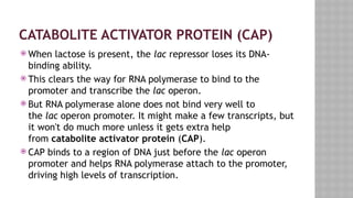 Lac Operon, Metabolic Reactions of Lactoses | PPTX