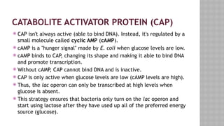 Lac Operon, Metabolic Reactions of Lactoses | PPTX