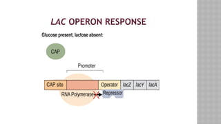Lac Operon, Metabolic Reactions of Lactoses | PPTX