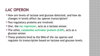 Lac Operon, Metabolic Reactions of Lactoses | PPTX