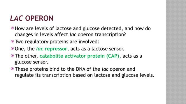Lac Operon, Metabolic Reactions of Lactoses | PPTX