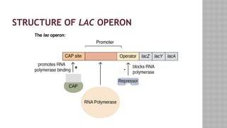 Lac Operon, Metabolic Reactions of Lactoses | PPTX