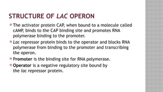 Lac Operon, Metabolic Reactions of Lactoses | PPTX