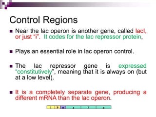 lac operon in prokaryotes,structure, control regions .pptx