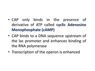 Lac operon (1) | PPT