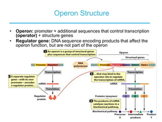 Lac operon (1) | PPT