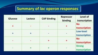 Lac operon by khirood | PPT