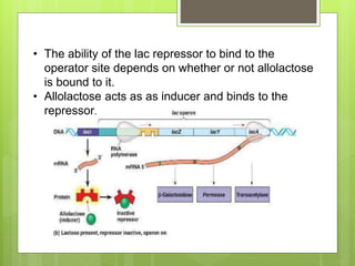 Lac operon by soumya | PPTX