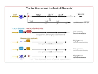 Lac operon concept | PPT