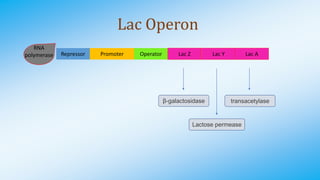Lac operon overall | PPT