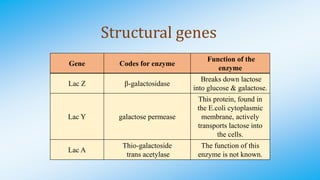 Lac operon overall | PPT
