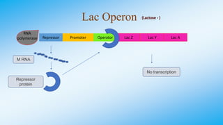 Lac operon overall | PPT