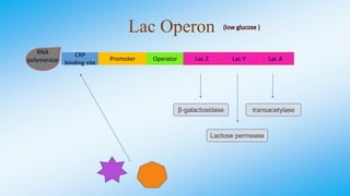 Lac operon overall | PPT