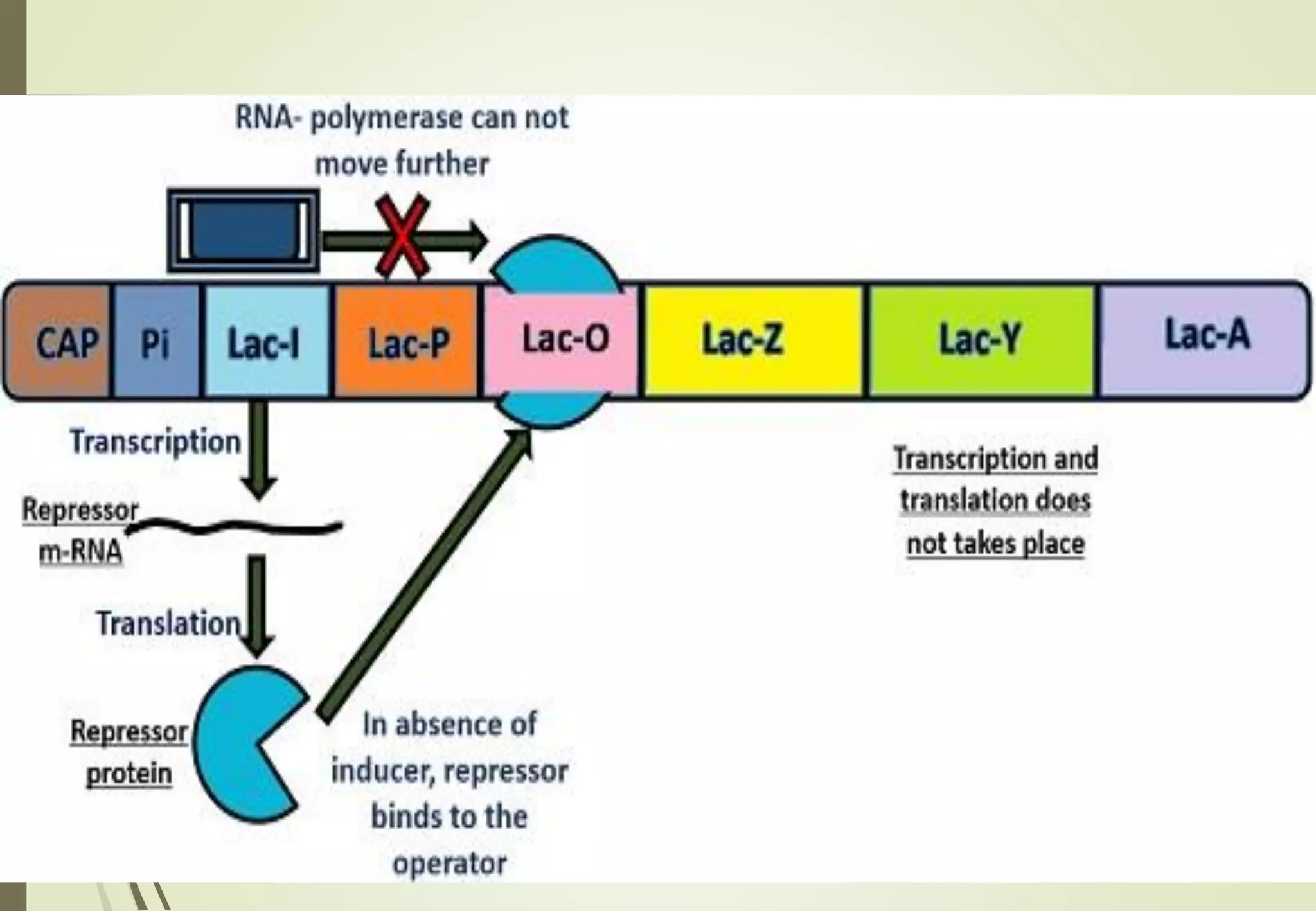 Lac operon slide | PDF