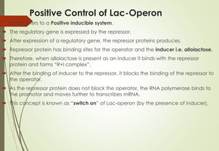 Lac operon slide | PDF