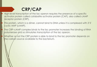 Lac operon slide | PDF