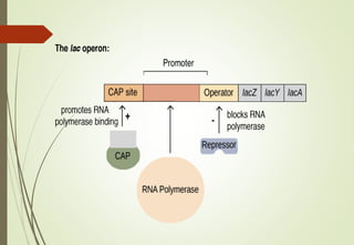 Lac operon slide | PDF