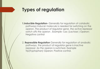 Lac operon slide | PDF