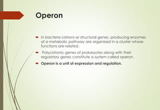 Lac operon slide | PDF