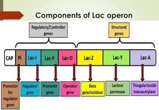 Lac operon slide | PDF