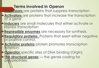 Lac operon slide | PPT