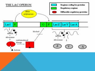 Lac operon system | PPTX
