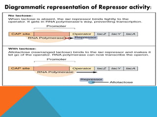 Lac operon system | PPTX