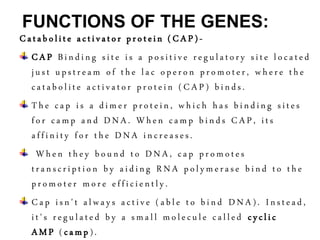 Lac operon system | PPTX