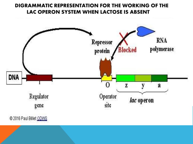 Lac operon system | PPTX | Biological Sciences | Science