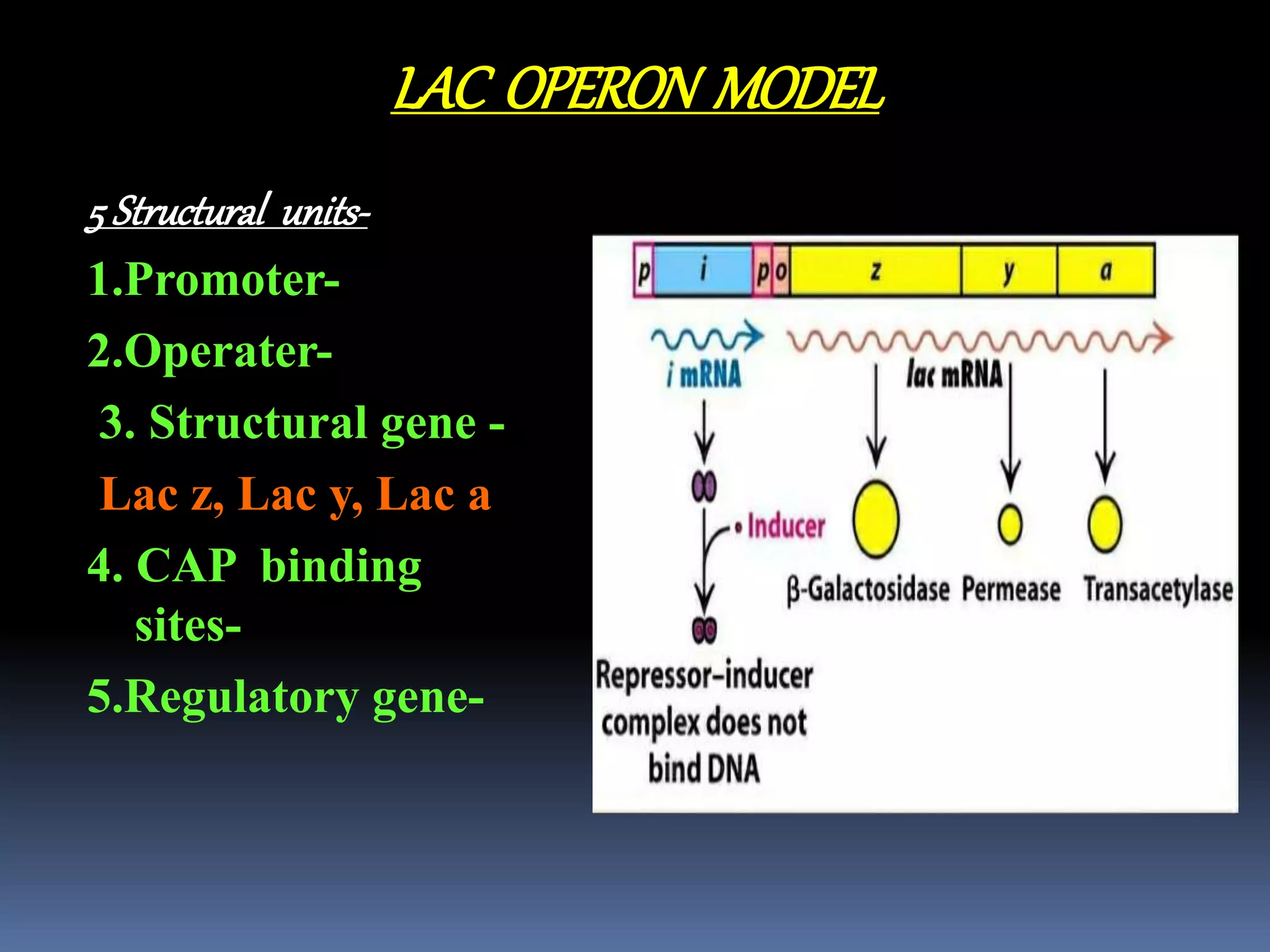 LAC OPERON SYSTEM.pptx | Free Download