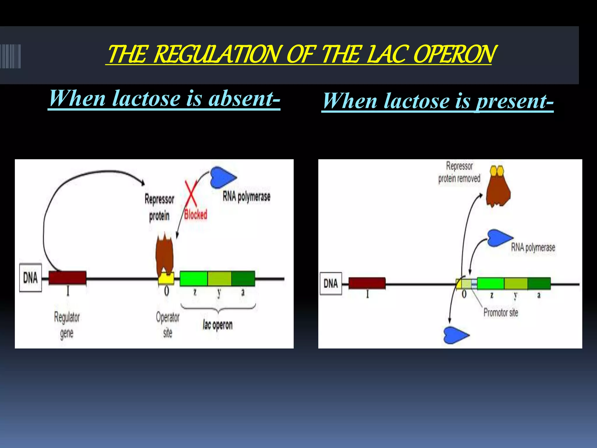 LAC OPERON SYSTEM.pptx