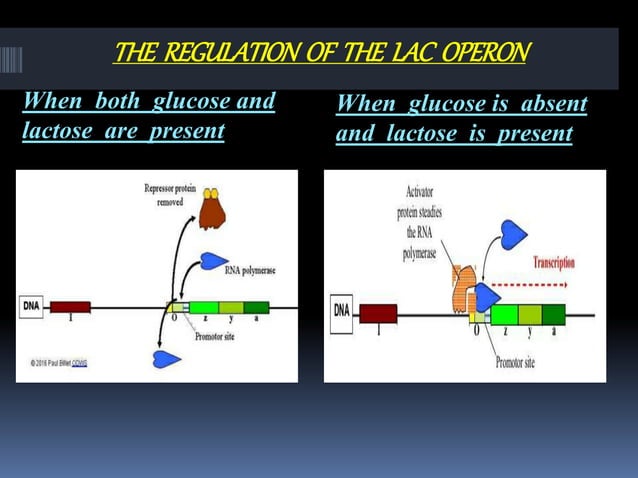 LAC OPERON SYSTEM.pptx
