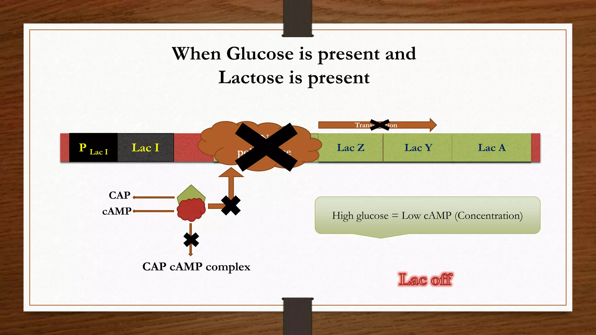 Lac Operon System(Catabolite Repression).pptx