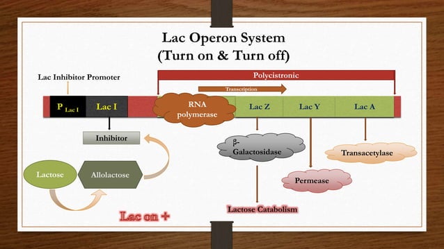 Lac Operon System(Catabolite Repression).pptx | Chemistry | Science