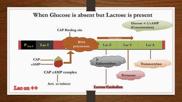 Lac Operon System(Catabolite Repression).pptx